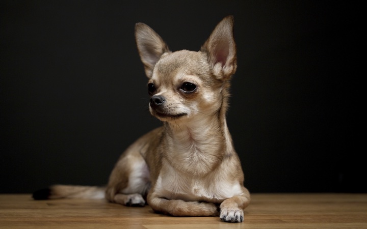 Chihuahua | The Lucky Puppy | Tenterfield | 0436 336 833
